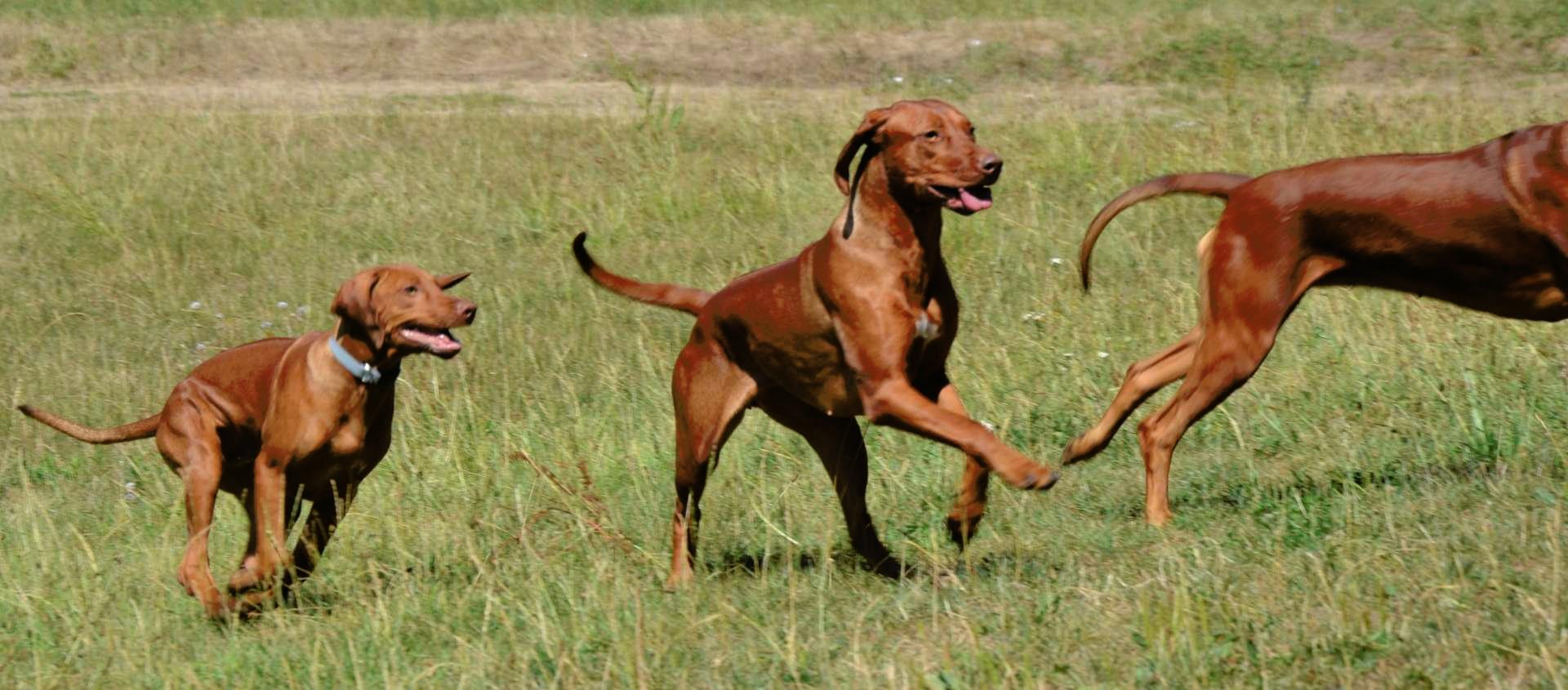 Rhodesian Ridgeback livernose Hündin mit FCI Papieren | Welpen zu ...